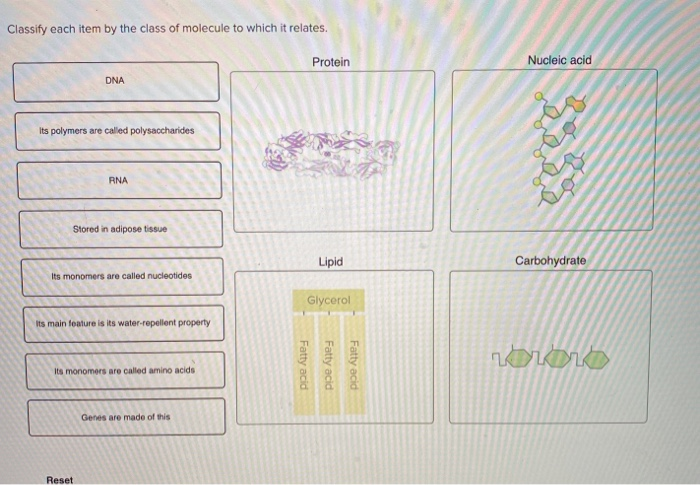 Solved Classify each item by the class of molecule to which | Chegg.com