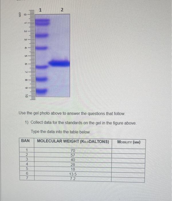 Solved Use the gel photo above to answer the questions that | Chegg.com