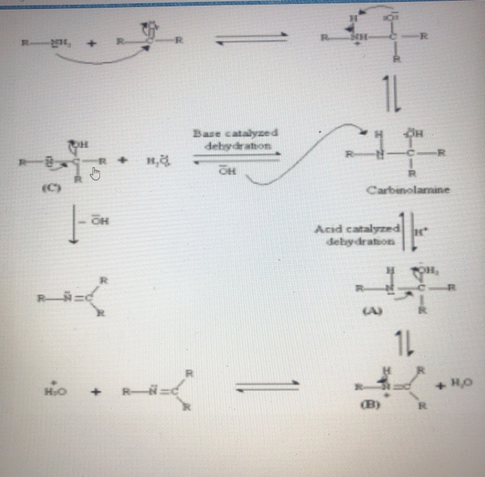 Solved Base catalyzed dehydration OH Carbinolamine Acid | Chegg.com