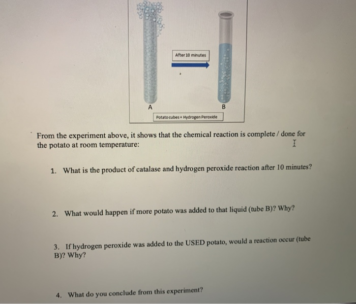 Solved After 10 minutes A B Potato cubes. Hydrogen peroxide | Chegg.com