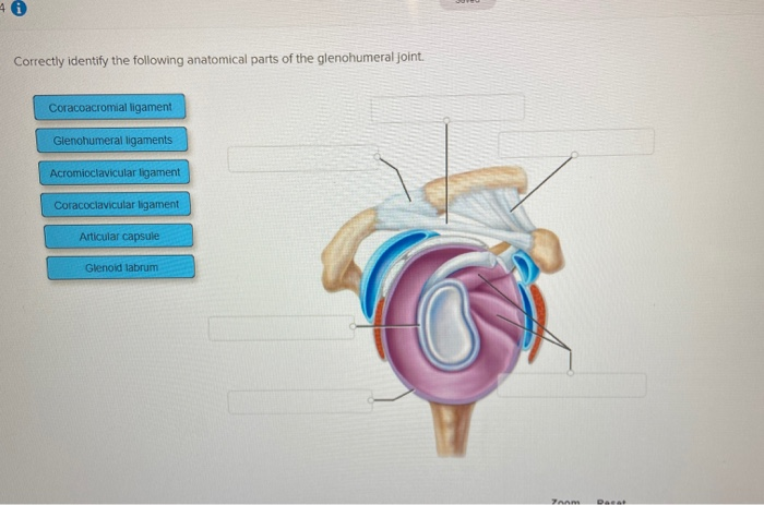 Solved Correctly identify the following anatomical parts of | Chegg.com