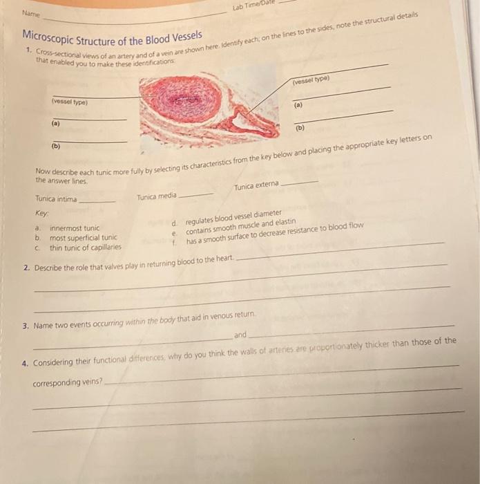 Solved Microscopic Structure of the Blood Vessels 1. | Chegg.com