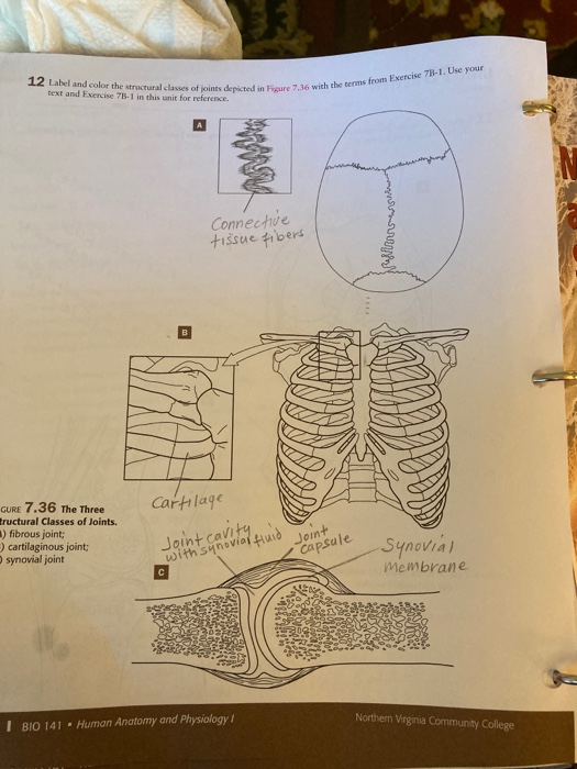 12 Label and color the structural classes of joints | Chegg.com