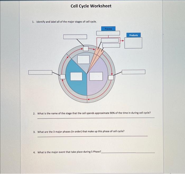 Solved 1. Identify and label all of the major stages of cell | Chegg.com