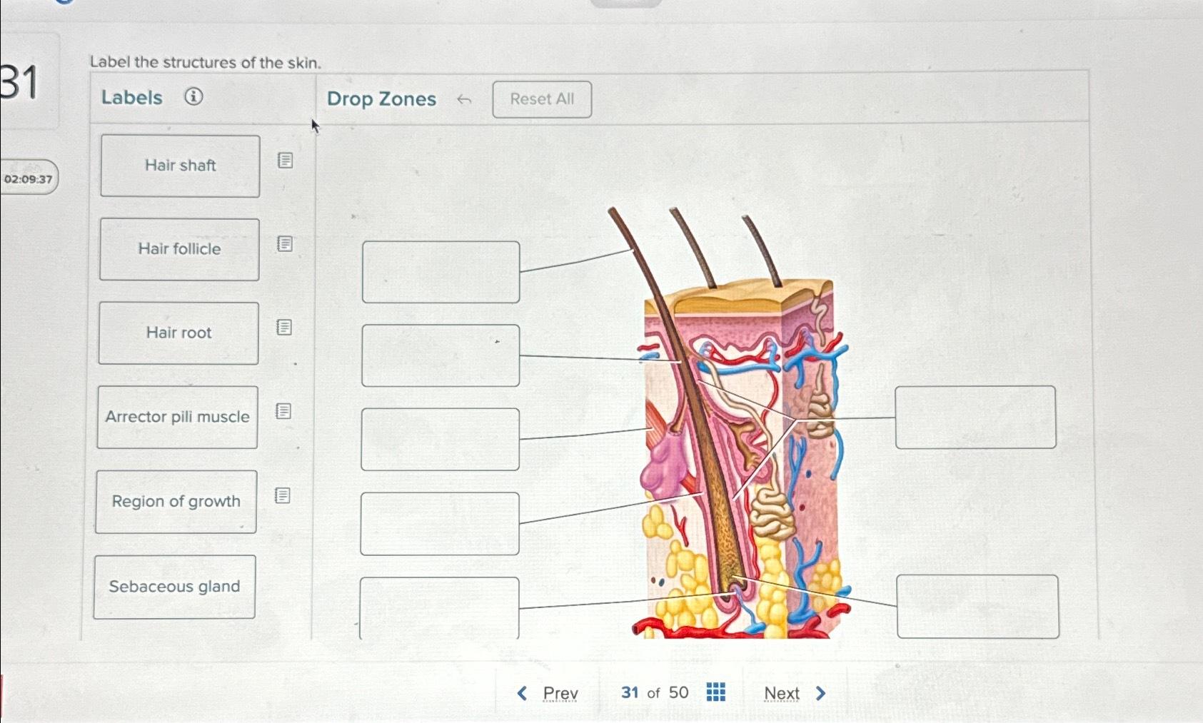 Solved Label the structures of the skin Label the structures | Chegg.com