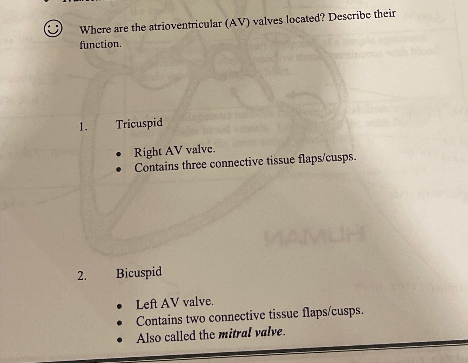 Solved Where are the atrioventricular (AV) ﻿valves located? | Chegg.com