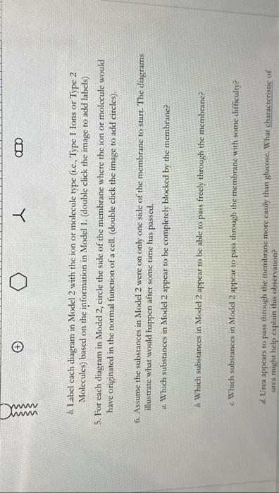 Model 2 - Selectively Permeable Cell Membrane | Chegg.com