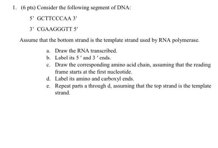 Solved 1. (6 pts) Consider the following segment of DNA: 5' | Chegg.com