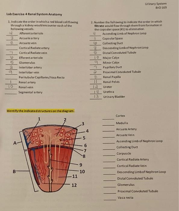 Solved Urinary System BIO 169 Helle Lab Exercise 4 Renal | Chegg.com