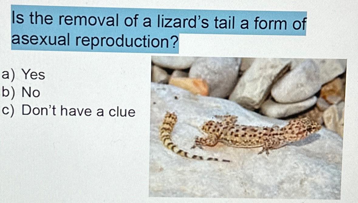 Solved Is the removal of a lizard's tail a form of asexual | Chegg.com