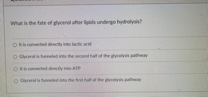 Solved What is the fate of glycerol after lipids undergo | Chegg.com