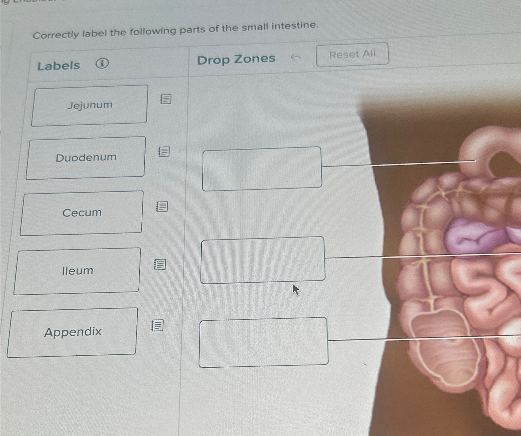 Solved Correctly label the following parts of the small | Chegg.com