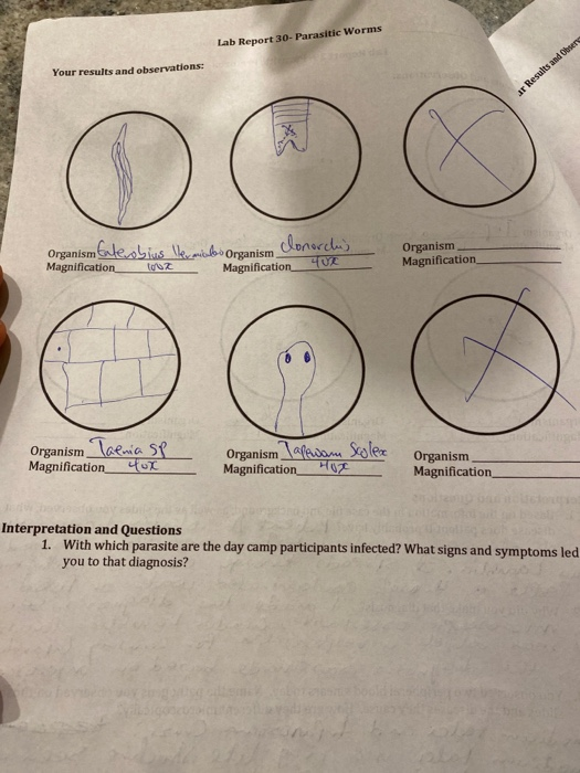 Solved Lab Report 30- Parasitic Worms Your results and | Chegg.com