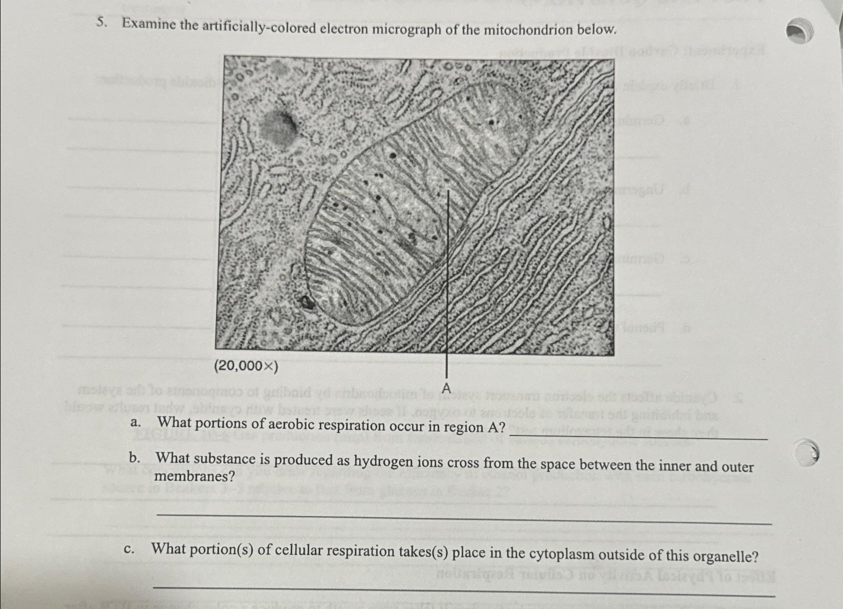 Solved Examine the artificially-colored electron micrograph | Chegg.com