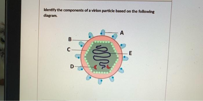Solved Identify the components of a virion particle based on | Chegg.com