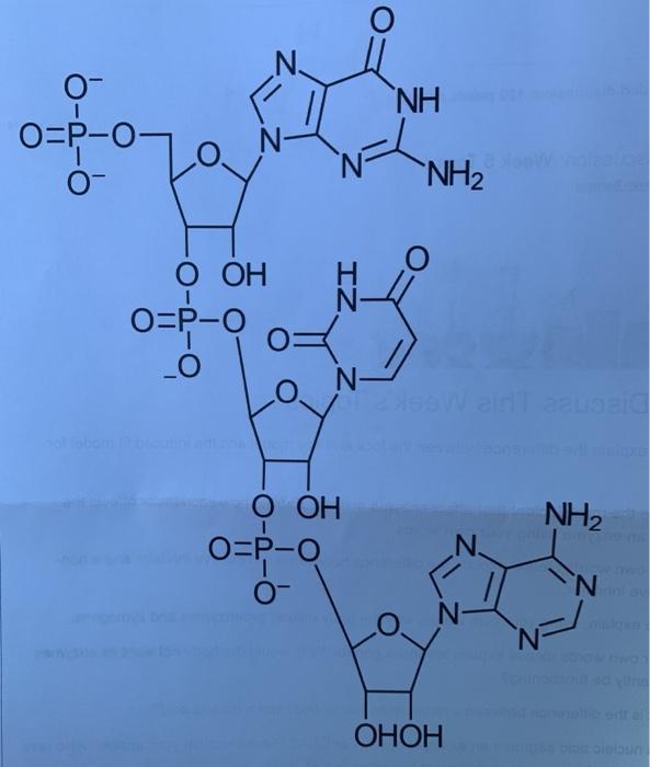 Solved Is this nucleic acid segment an example of RNA or | Chegg.com