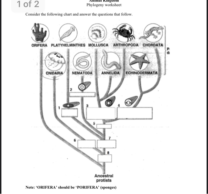 Solved 1 of 2 Phylogeny worksheet Consider the following | Chegg.com