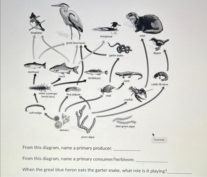 Solved From this diagram, name a primary producer.From this | Chegg.com