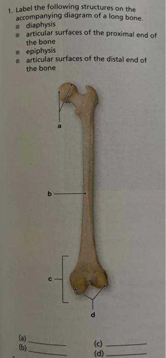 Solved 1. Label the following structures on the accompanying | Chegg.com