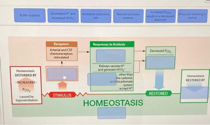 Solved HOMEOSTASIS Homeostasis DISTURBED BY Normal Na | Chegg.com