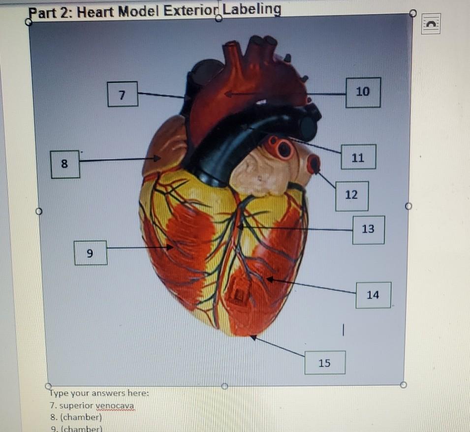 Solved Part 2: Heart Model Exterior Labeling 7 10 8 12 13 9 | Chegg.com