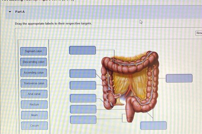 Solved Part A Drag the appropriate labels to their | Chegg.com