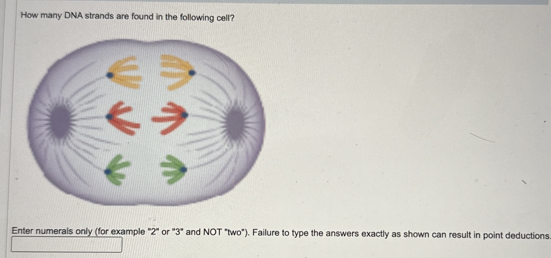 Solved How many DNA strands are found in the following | Chegg.com