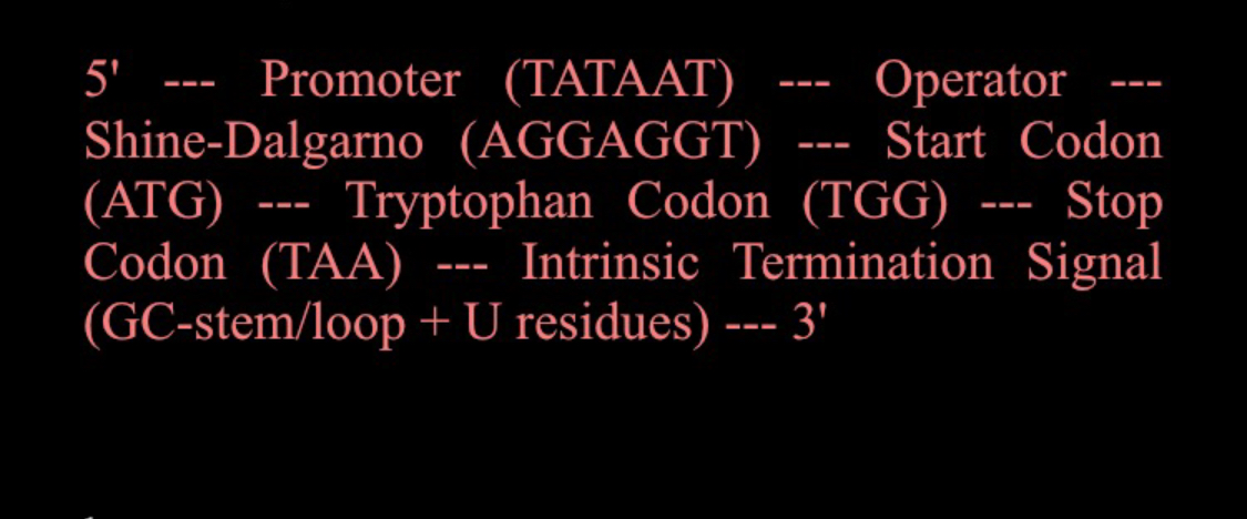 5' --- ﻿Promoter (TATAAT) --- ﻿Operator | Chegg.com