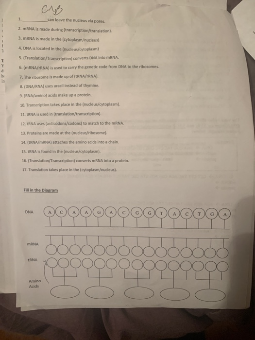 Solved PROTEIN SYNTHESIS 1. What is the first step of | Chegg.com