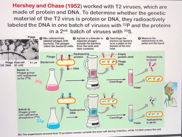 Solved Hershey and Chase (1952) worked with T2 viruses, | Chegg.com