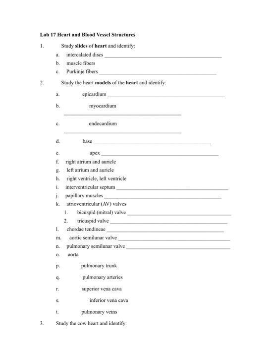 Solved Lab 17 Heart and Blood Vessel Structures 1. Study | Chegg.com