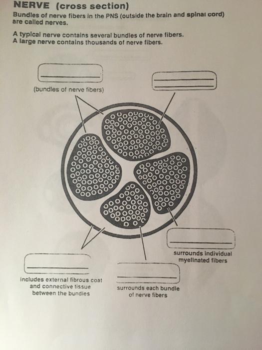 Solved NERVE (cross section) Bundles of nerve fibers in the | Chegg.com