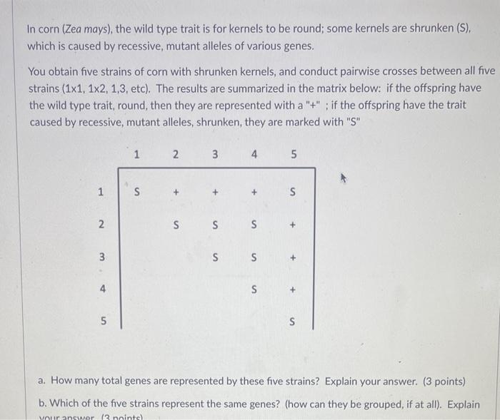 Solved In corn (Zea mays), the wild type trait is for | Chegg.com