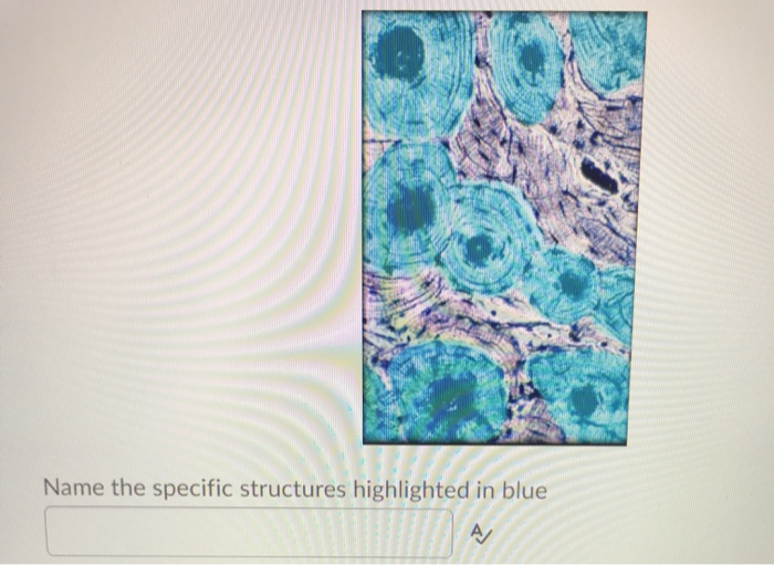 Solved Name the specific structures highlighted in blue AJ | Chegg.com