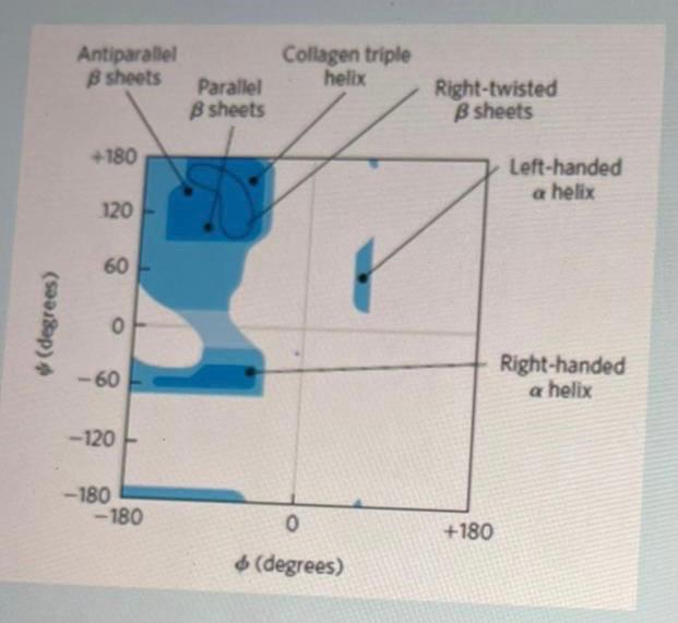 Solved Antiparallel B sheets Parallel B sheets Collagen | Chegg.com