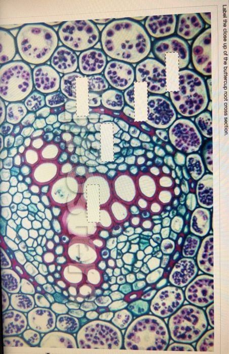 Solved Label the close up of the buttercup root cross | Chegg.com