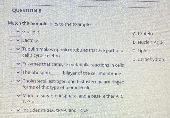 Solved QUESTION 8 Match the biomolecules to the examples. | Chegg.com