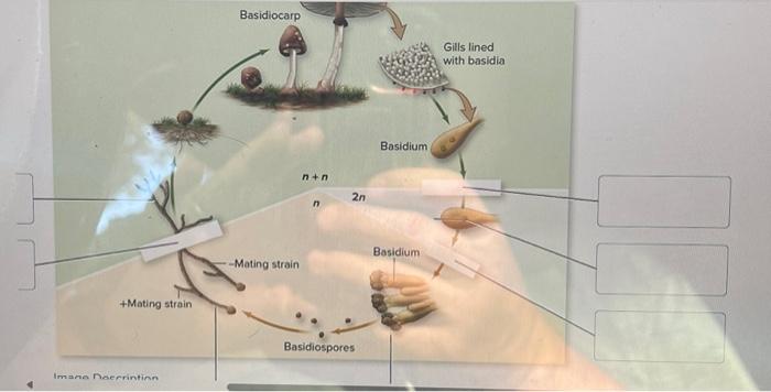 Solved Gills lined with basidia Basidium nun 2n n Basidium | Chegg.com