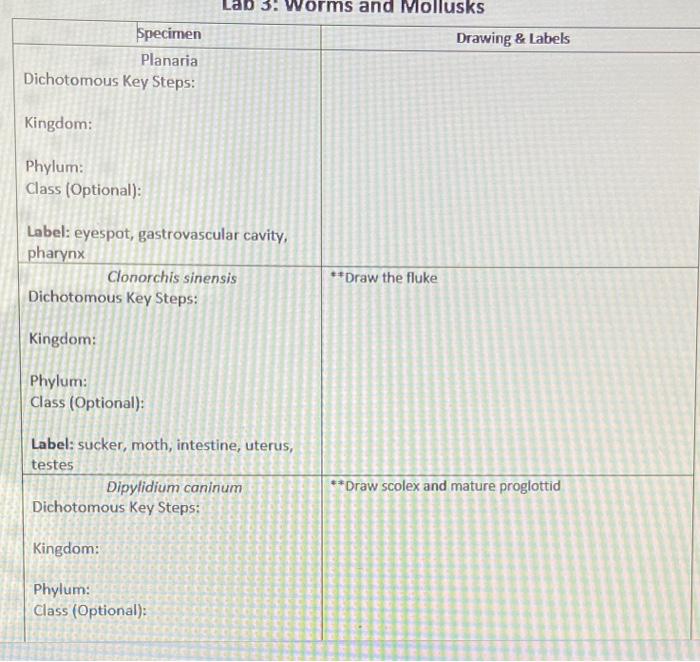 Solved Lab 3: Worms and Mollusks Drawing & Labels Specimen | Chegg.com