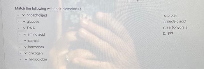 Solved Match the following with their biomolecule. | Chegg.com