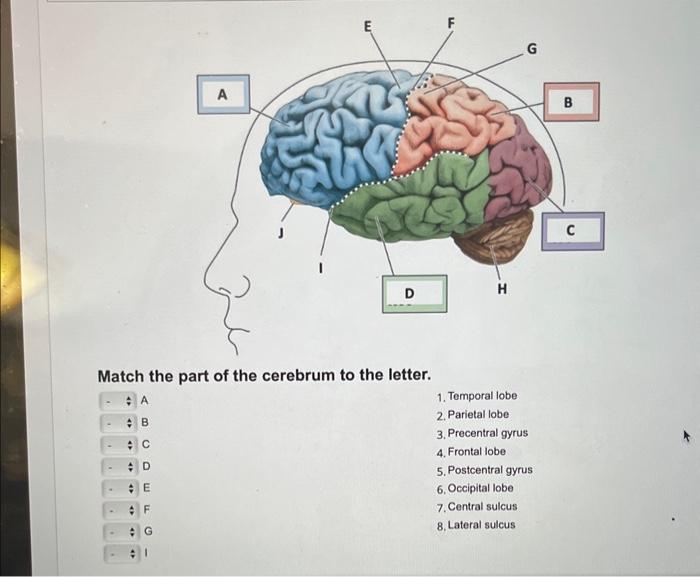 Solved Match the brain region to the letter. | Chegg.com