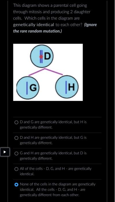 Solved This diagram shows a parental cell going through | Chegg.com