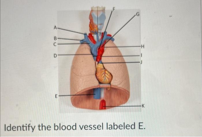 Solved Identify the blood vessel labeled E. | Chegg.com