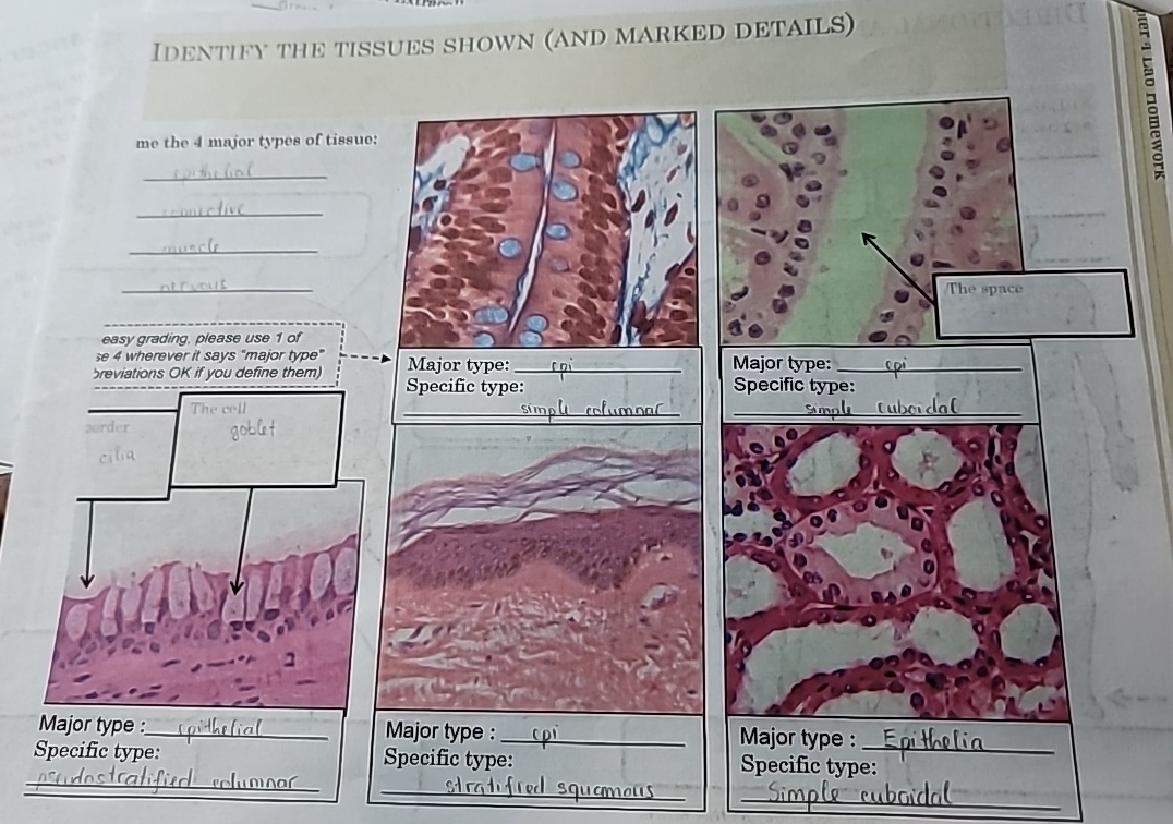 Solved IDENTIFY THE TISSUES SHOWN (AND MARKED DETAILS)me the | Chegg.com