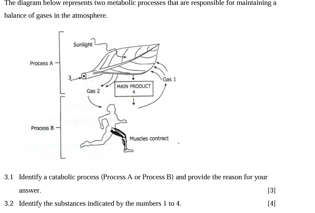 Solved by an EXPERT The diagram below represents two metabolic processes | Chegg.com