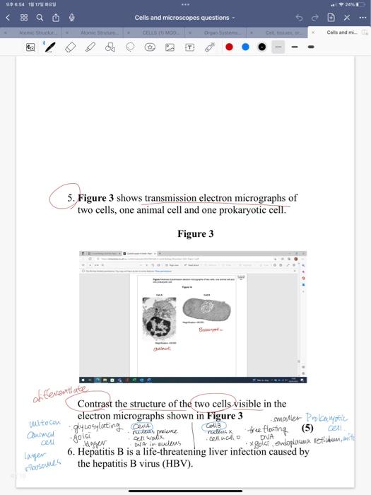 Solved Cells and microscopes questions 1. Uronema marinum is | Chegg.com