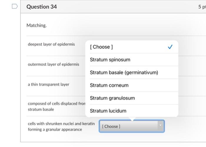 Solved Question 34 5 pt Matching. deepest layer of epidermis | Chegg.com