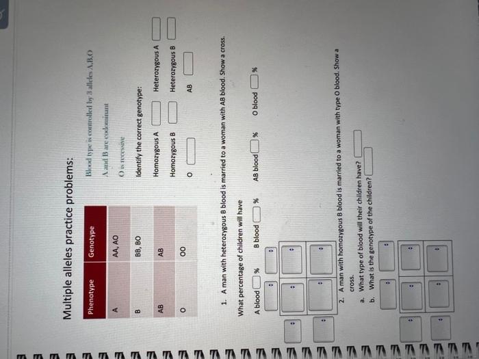 Solved Multiple alleles practice problems: Blond type is | Chegg.com