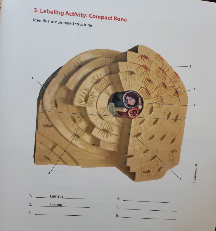Solved 3. Labeling Activity: Compact Bone Identify the | Chegg.com