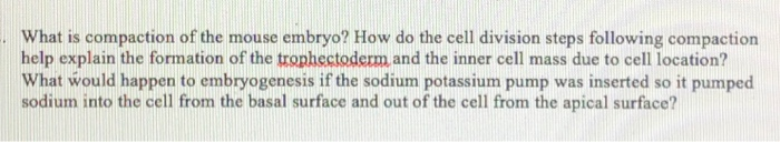 Solved What is compaction of the mouse embryo? How do the | Chegg.com